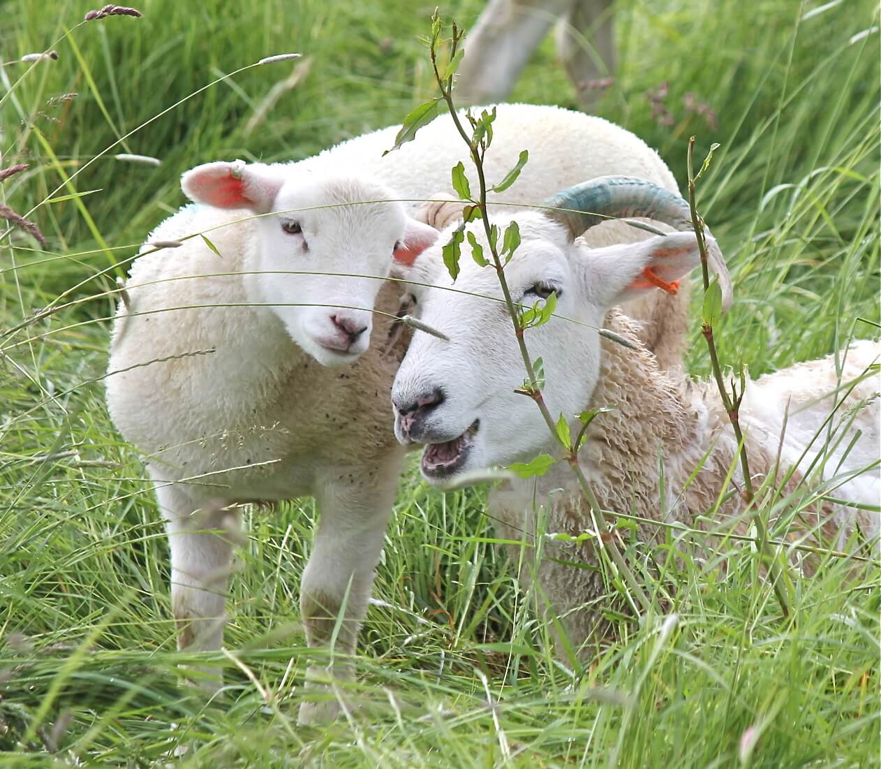 Lambie-Pie Cuddle-Bunch | Susan Branch Blog