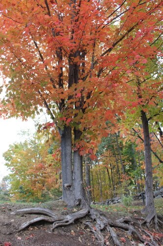 NEW ENGLAND FALL | Susan Branch Blog