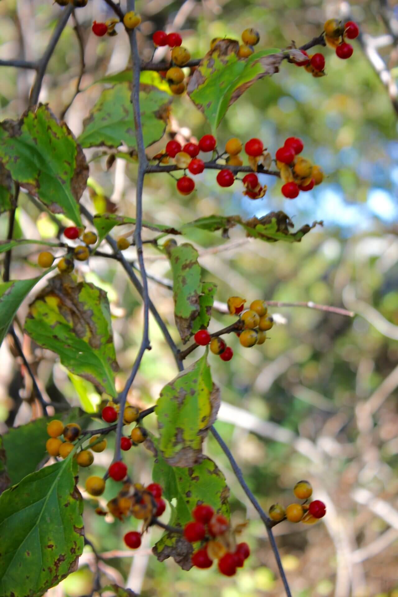 AUTUMN from the HEART of the HOME | Susan Branch Blog