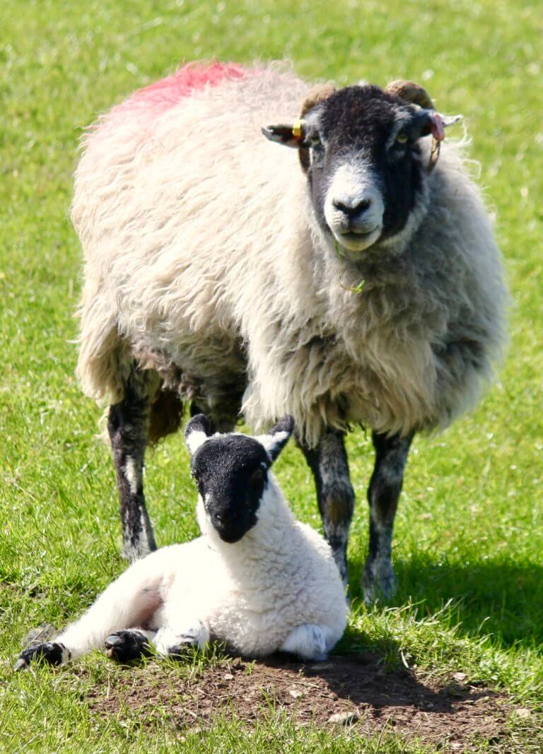 Susan Branch Blog | Susan Branch Blog | Page 29