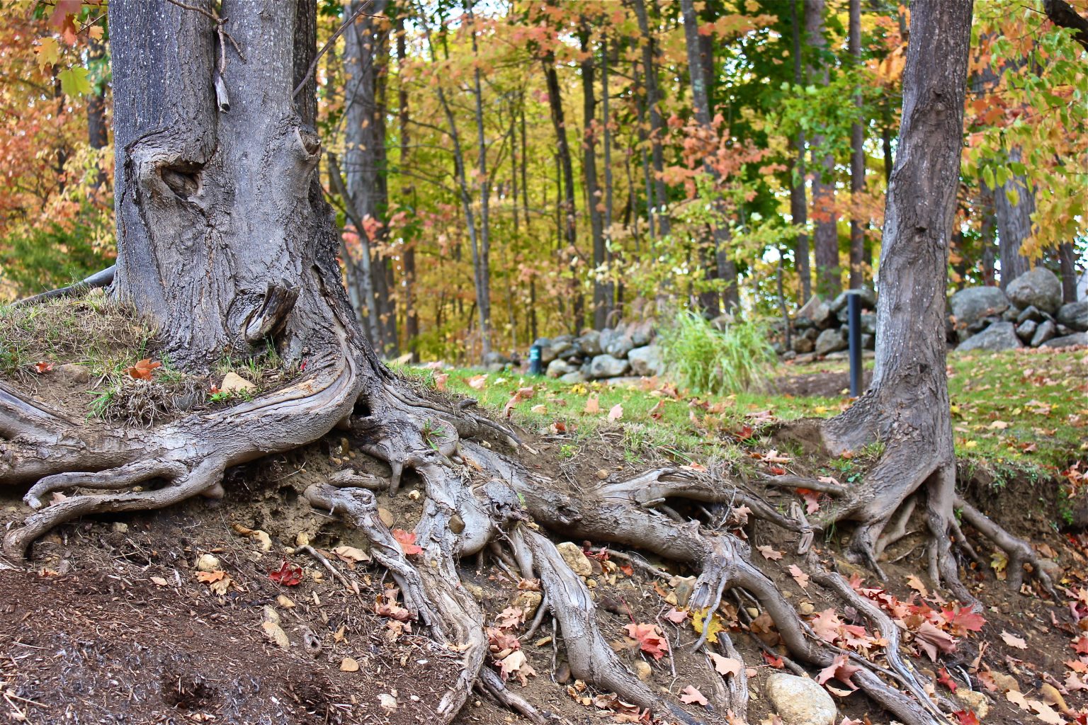 Susan Branch Blog | Susan Branch Blog | Page 3