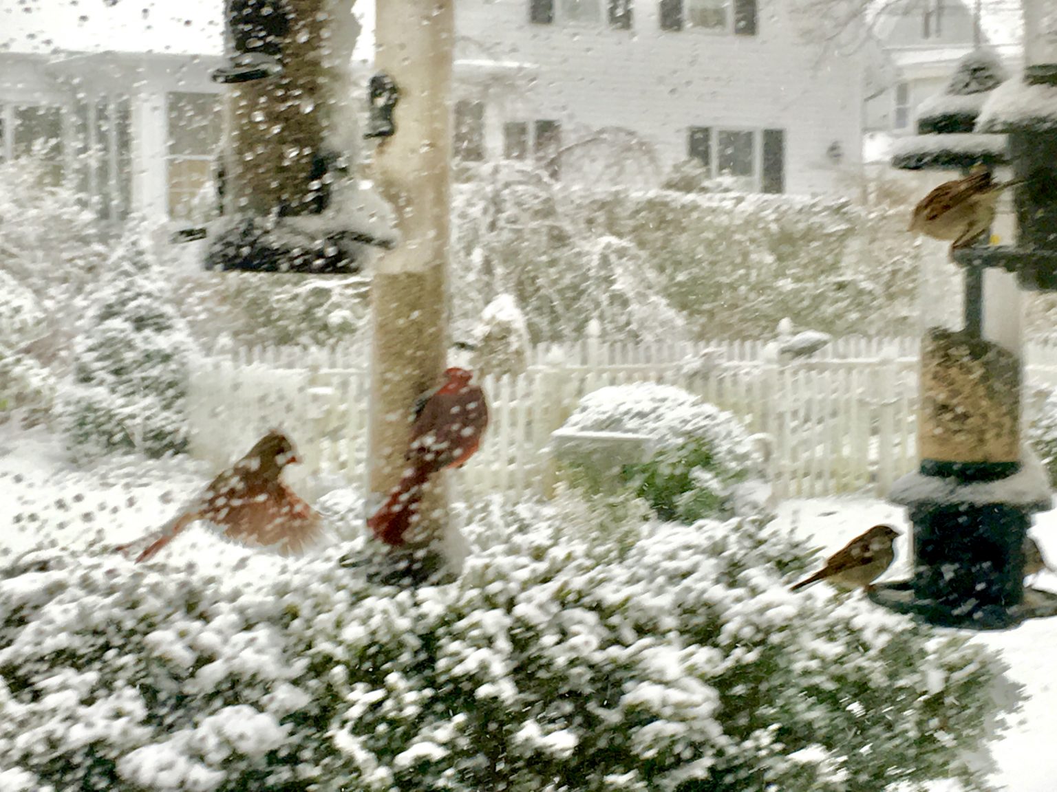 Susan Branch Blog | Susan Branch Blog