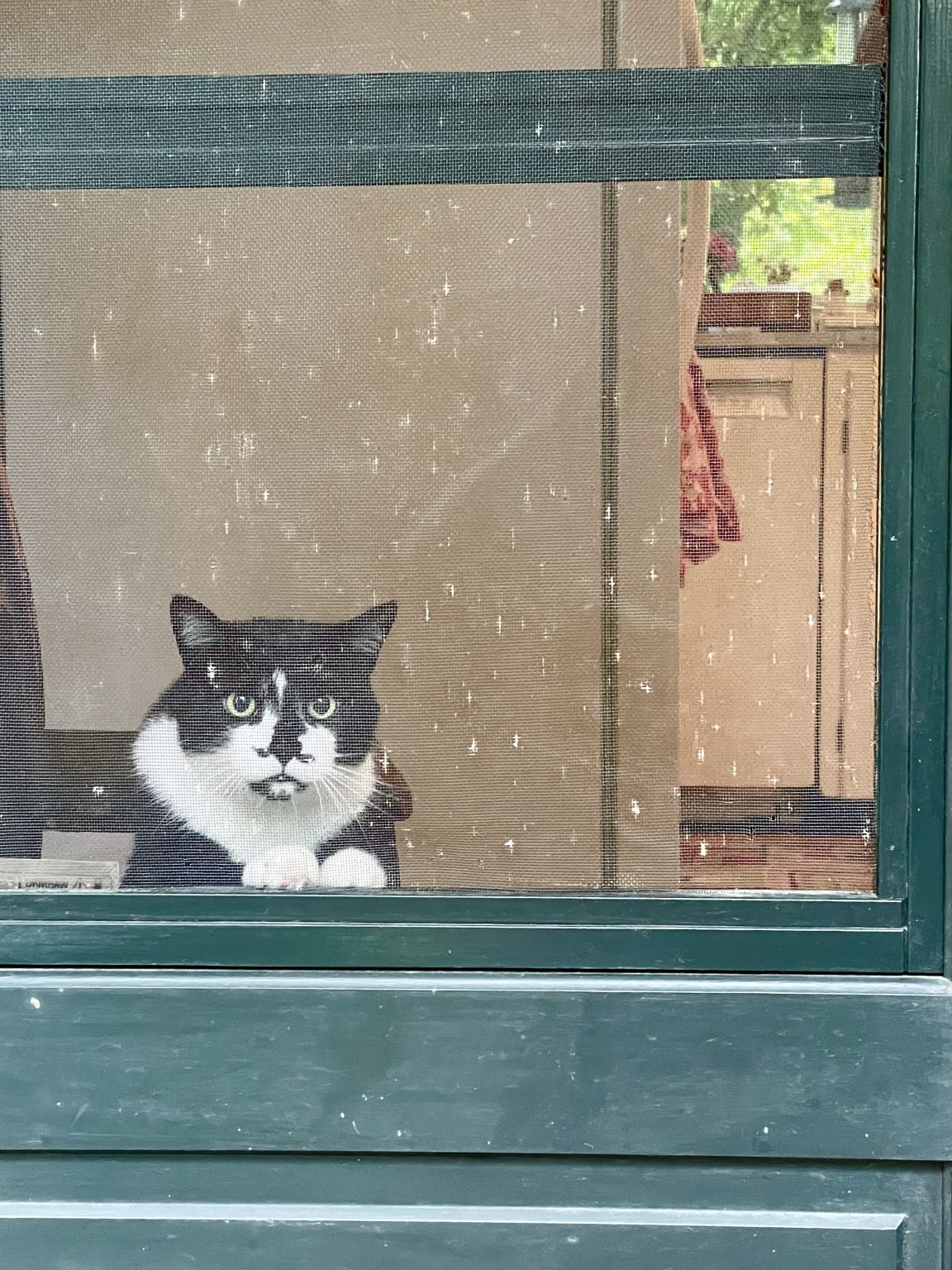 Susan Branch Blog | Susan Branch Blog