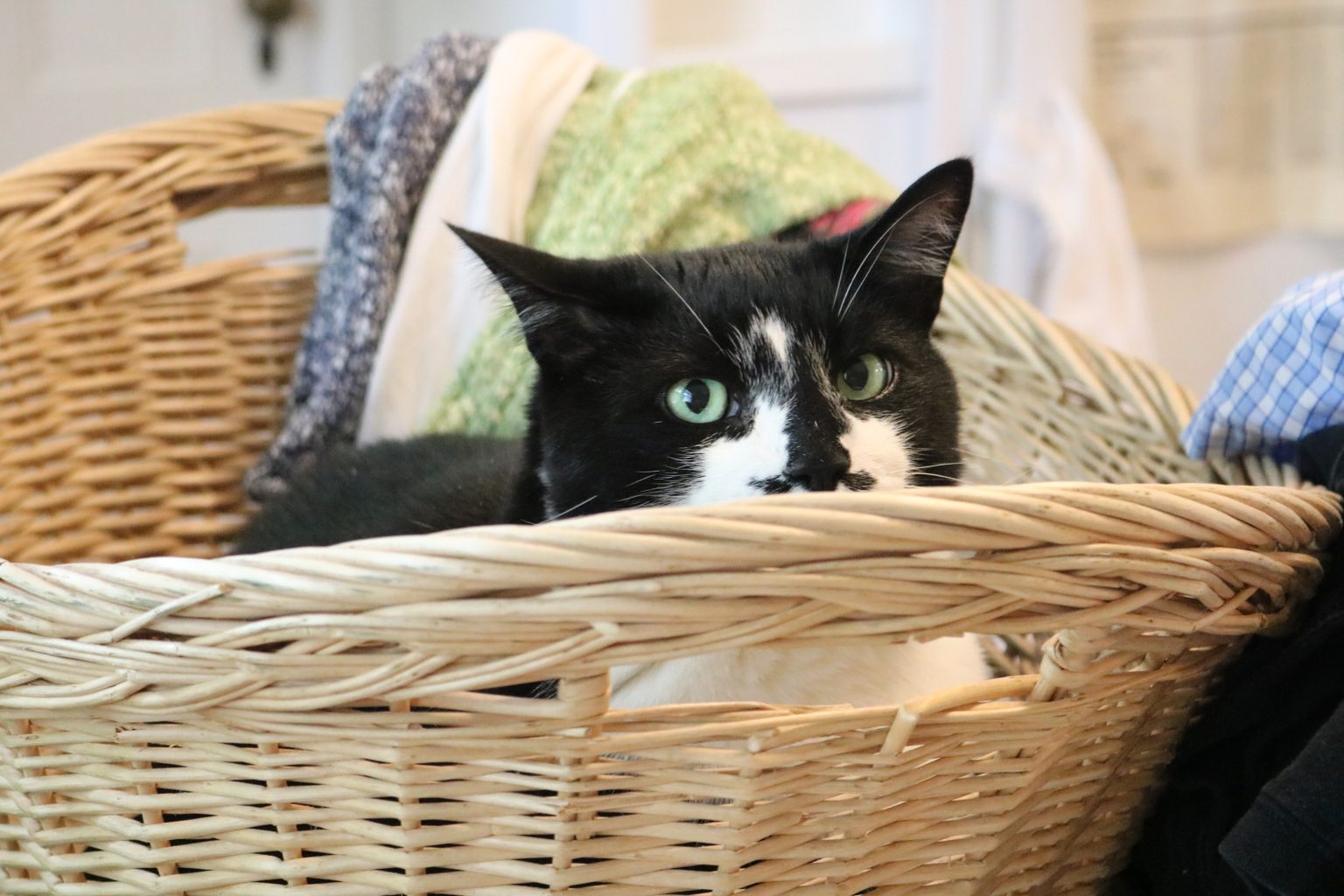 Susan Branch Blog | Susan Branch Blog